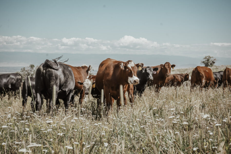 About Us – Uncompahgre Farms